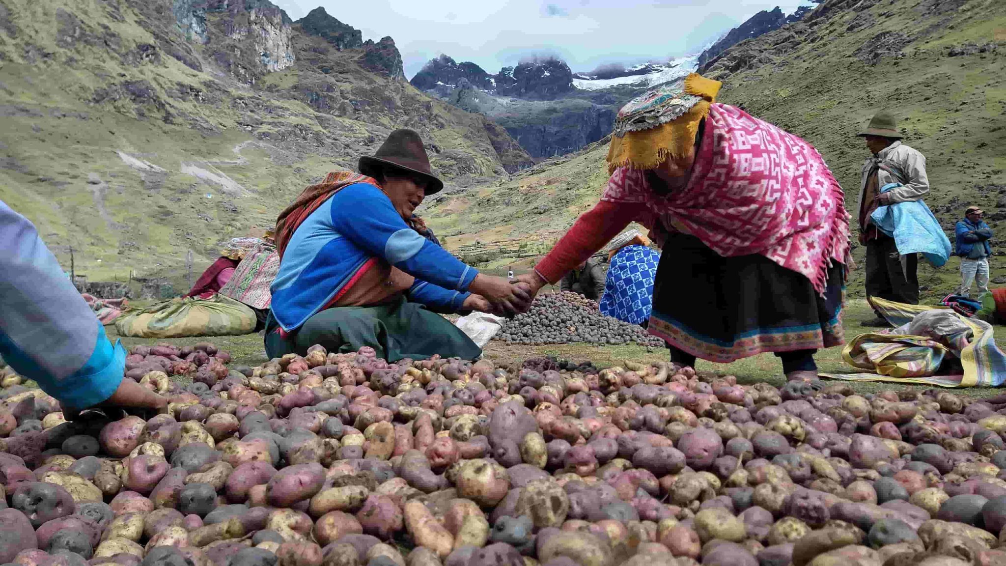 Potato Park – Asociación ANDES